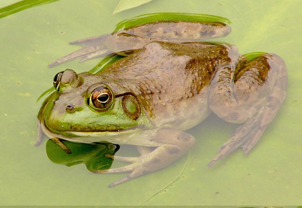Monmouth County Park System: Frogs in the Parks