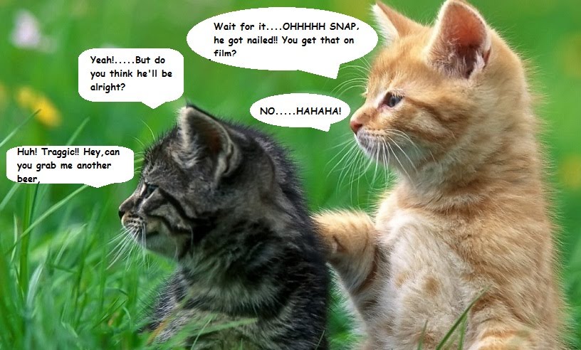 naughty cats | My HD Animals