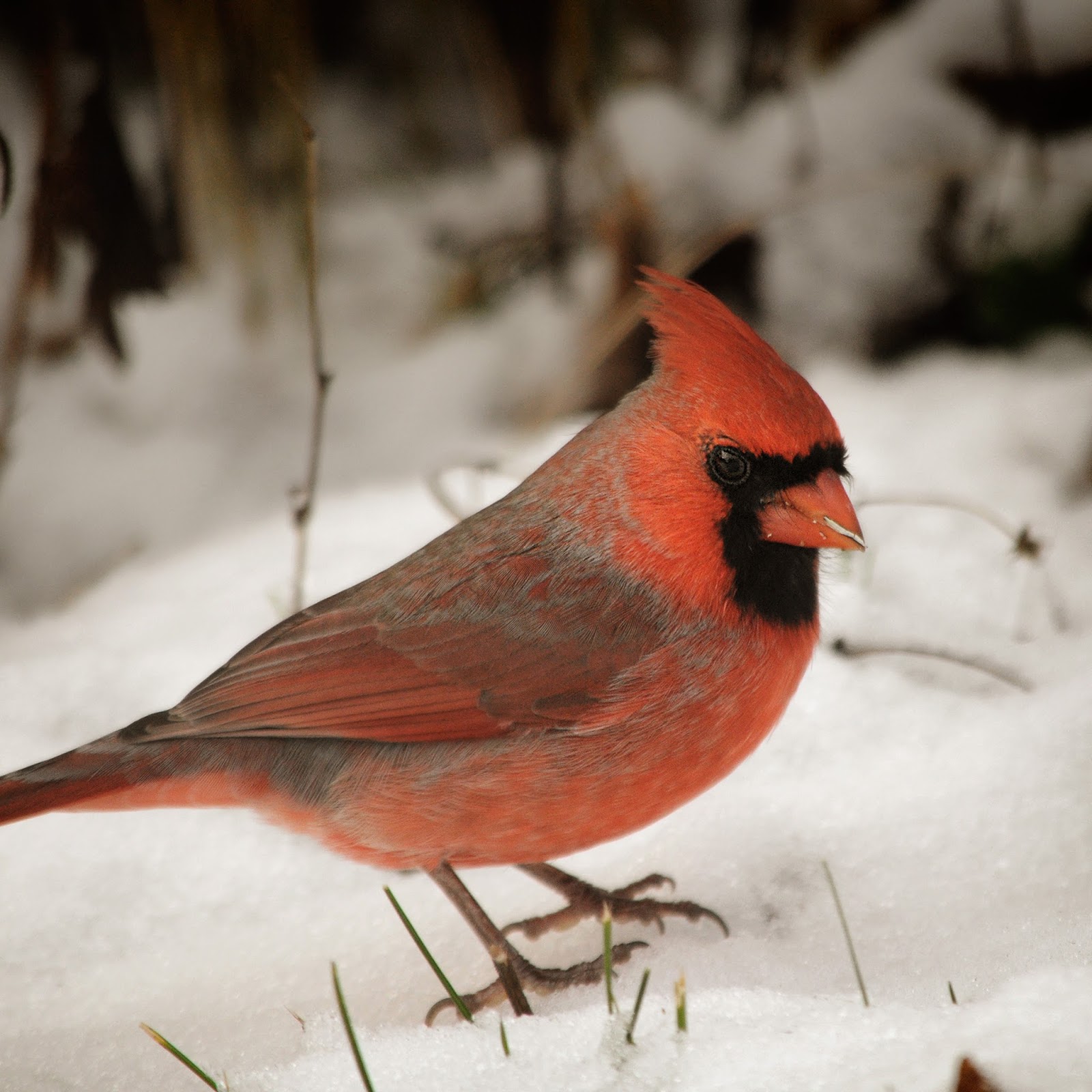 My Little Craft Things: Starry Night with Video