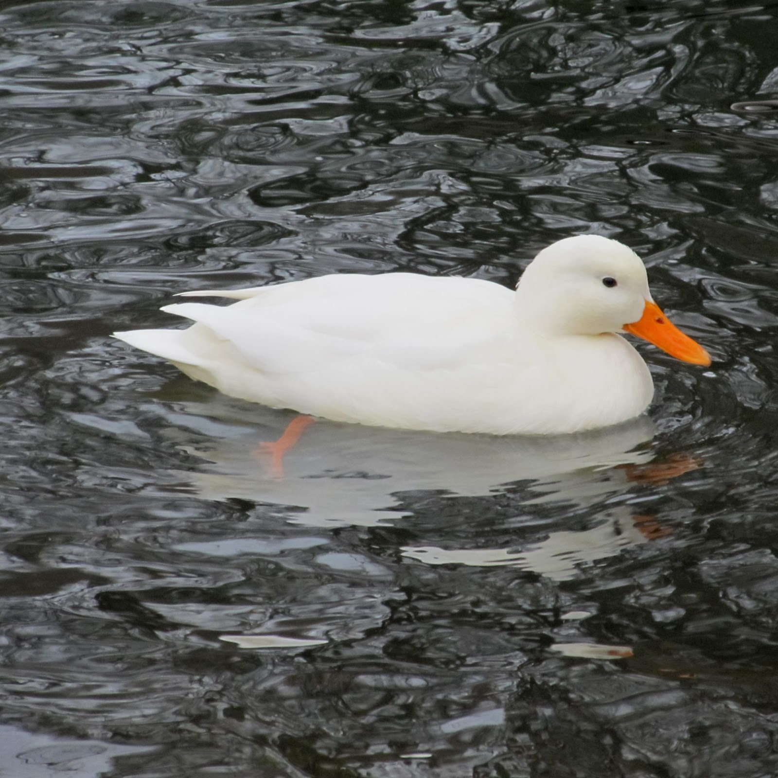 Draussen: weiße Ente