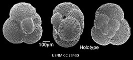 Foraminifera Planktonik | Aka