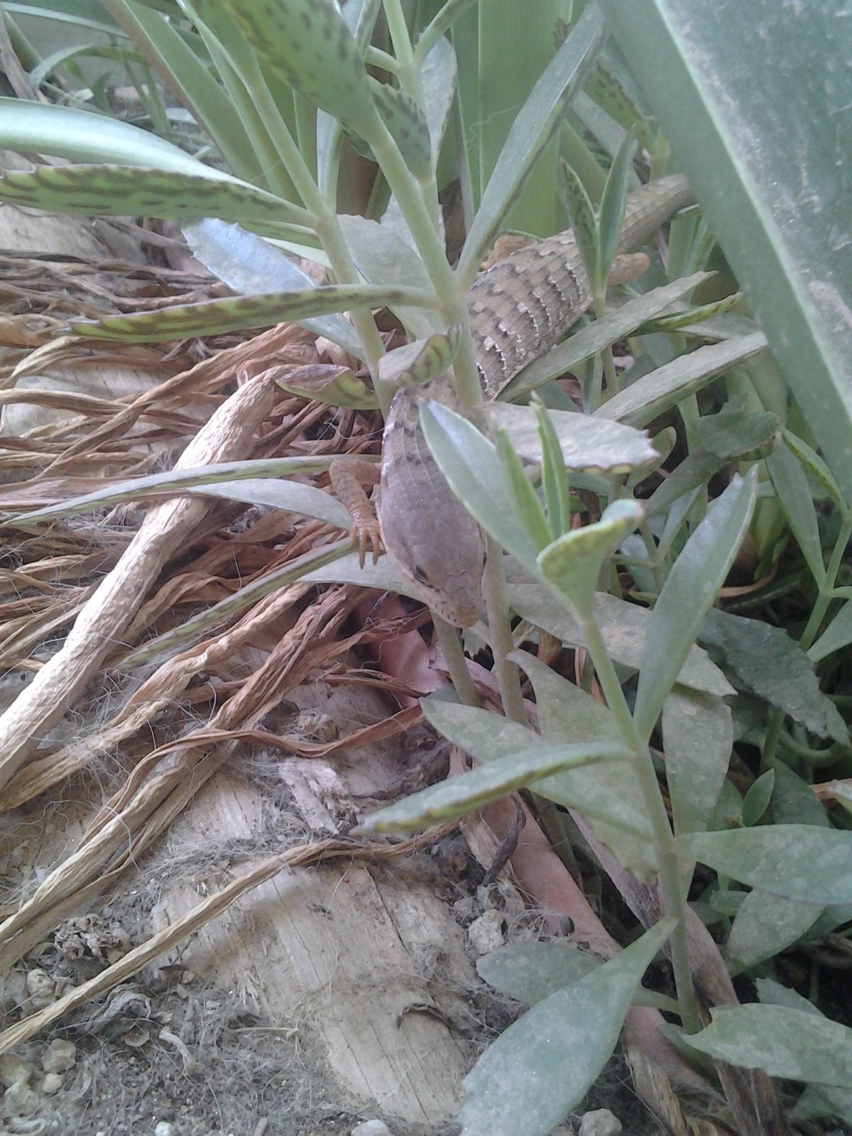 💖: Alligator Lizard in the Alligator Plant