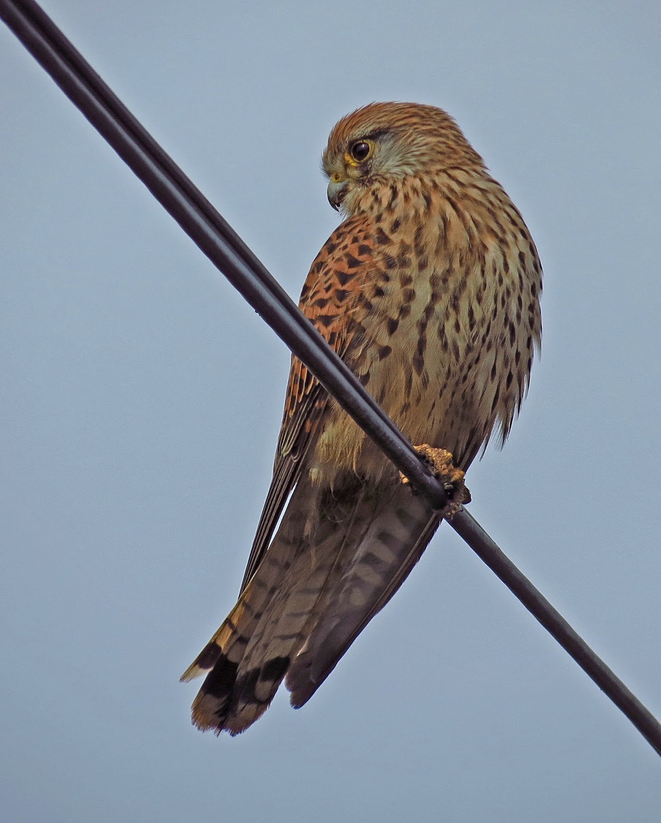 Hedgeland Tales: The Windhover