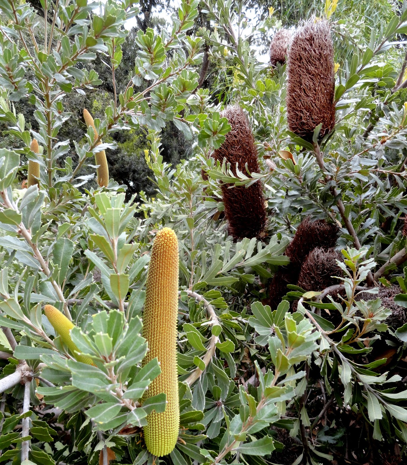 danger garden: San Diego Botanic Garden, Part 1
