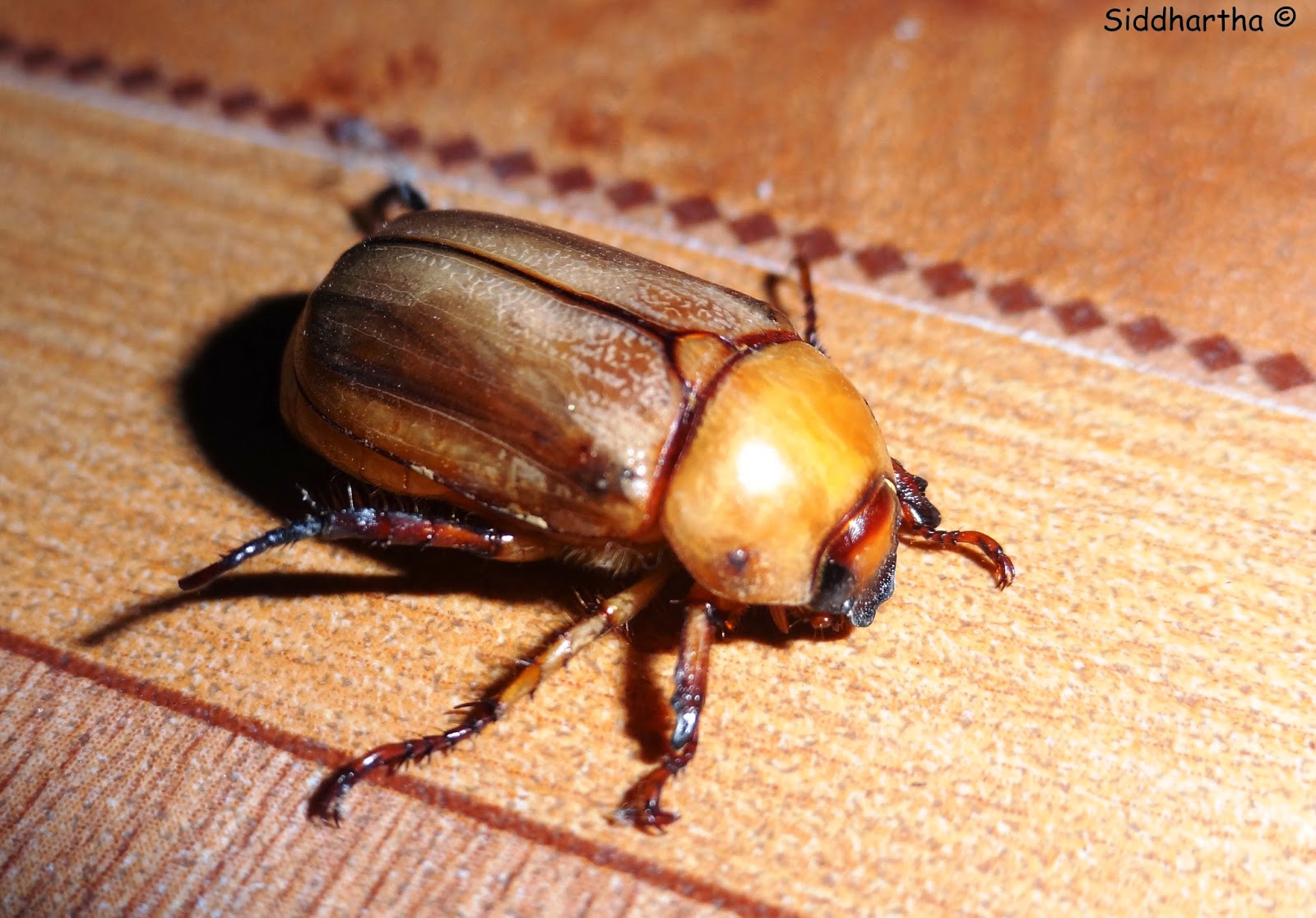 Planet Insecta: Golden Beetle