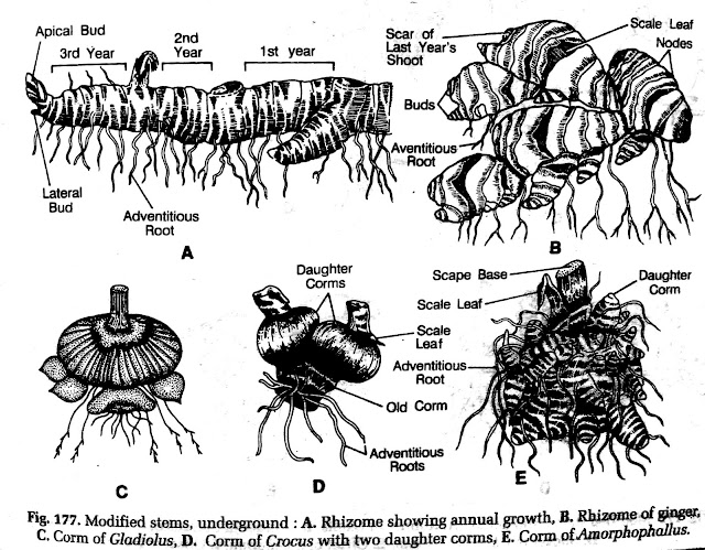 Botanica: MORPHOLOGY OF STEM