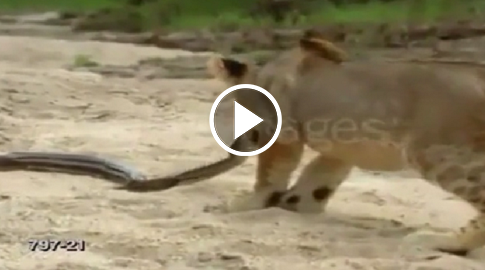 wounderfull videos: snake vs lion and snake eat lion