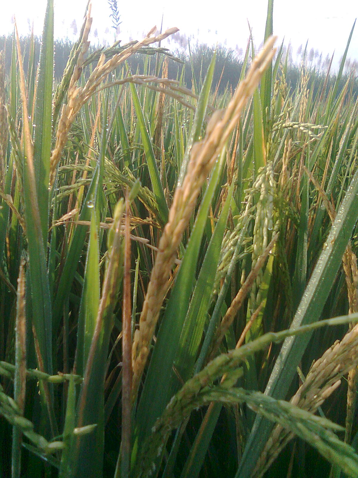 Mengenali dan Cara Mengendalikan Hama Sundep Pada Tanaman Padi ...