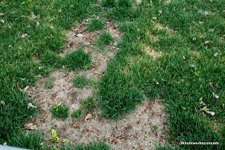 The Flower Bin: Getting your lawn ready for summer
