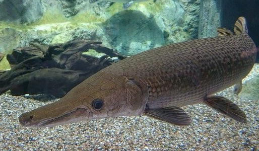 Harga Ikan Aligator Untuk Hiasan Aquarium