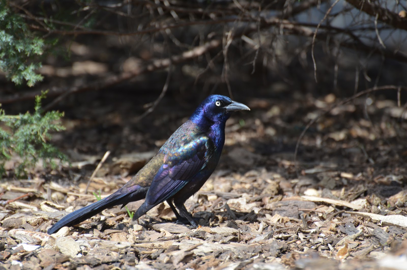 Urban Wildlife Guide: Common Grackle