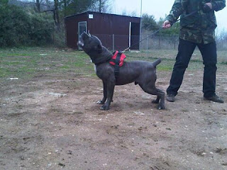 BANDOGFARM REGENCY MASTIFF FROM GREECE