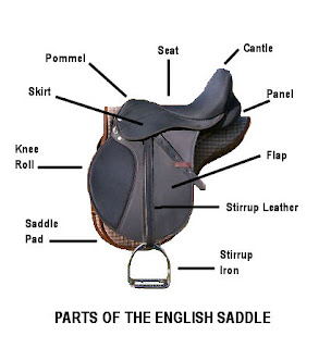 Royal Grove Stables Blog: SADDLE FITTING ~ HOW TO FIT AN ENGLISH SADDLE ...