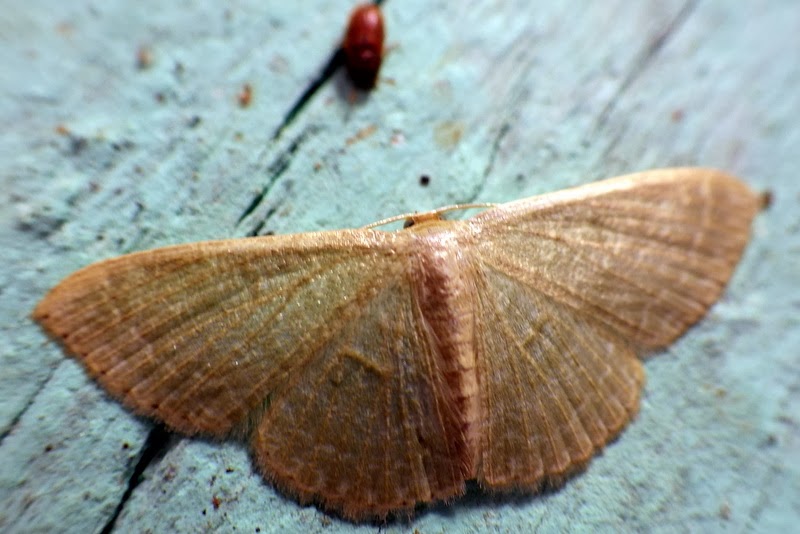 Kaitlyn's Paraguay Adventures!: Paraguay Insects- Post 1