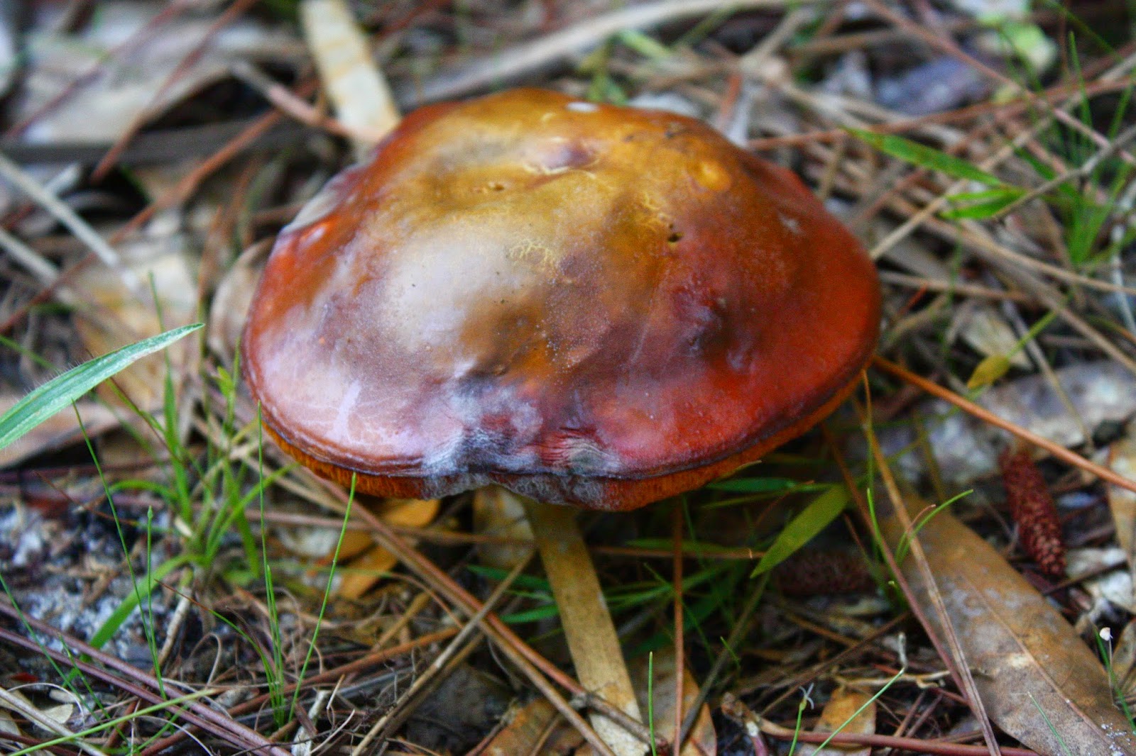 Florida Plantae & Fungi