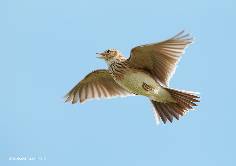 Wildlife Photographic Journals