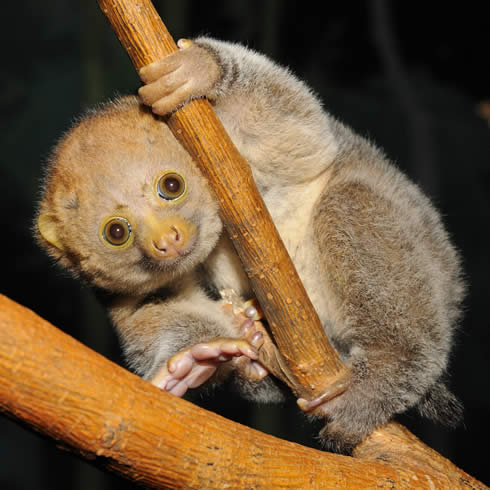 Gietjes Weetjes: Primaten of de eersten