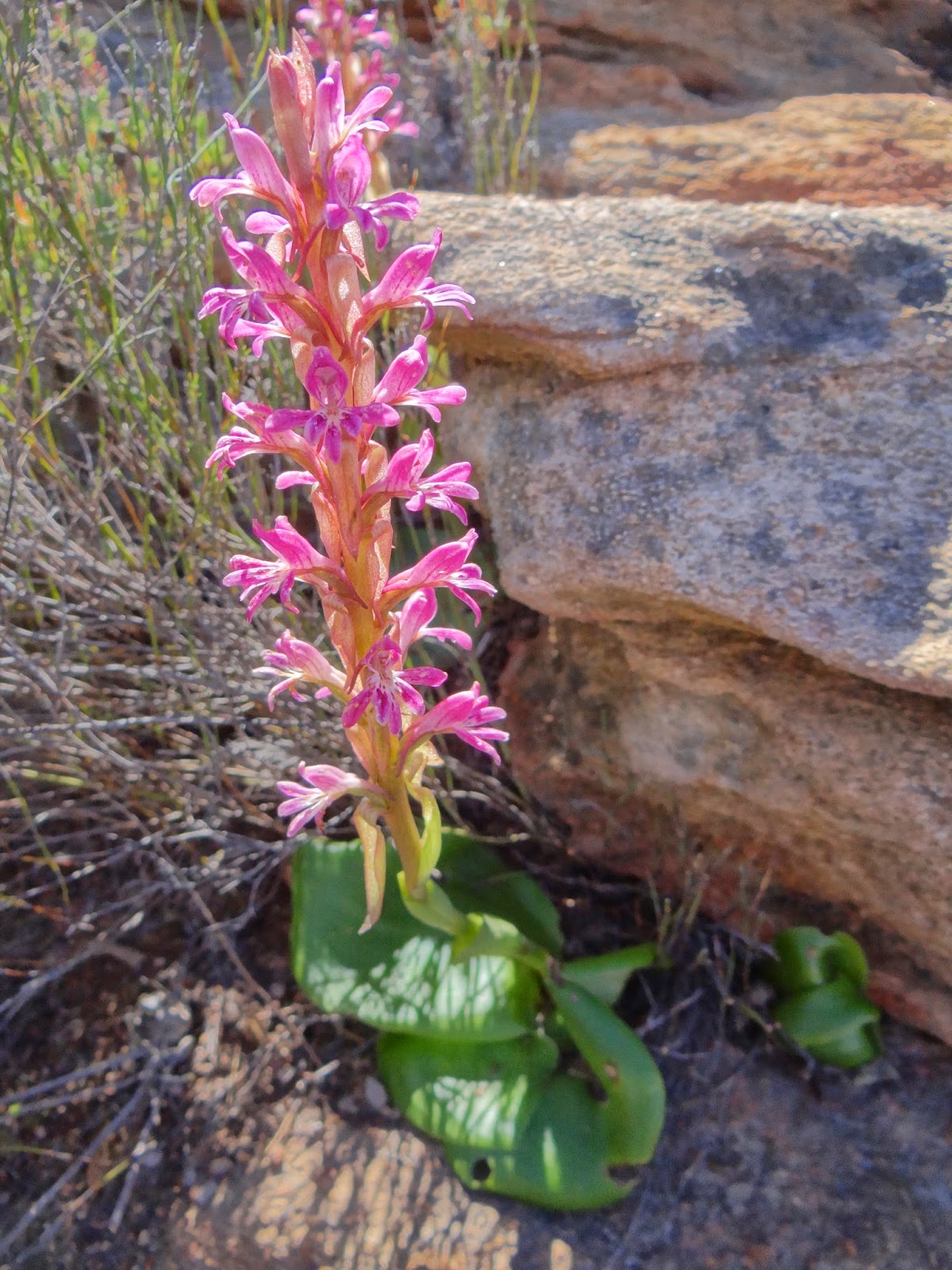 Caerulean Skies: South African Winter blooming orchids