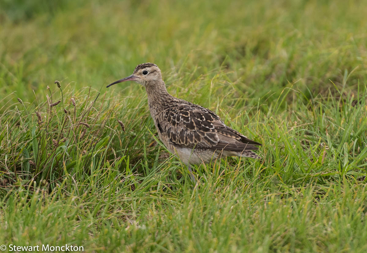 Paying Ready Attention - Photo Gallery: Wild Bird Wednesday 185 ...