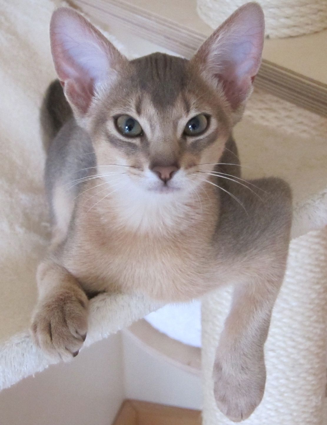 Elevage familial de chatons abyssins: Voies De Meleth