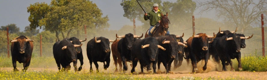 El Redondel Taurino: EL IV DÍA MUNDIAL DEL TORO ARROJA 1.420 EUROS DE ...