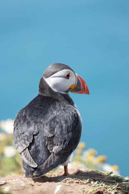 Skomer Island - 14th July | Focusing on Wildlife