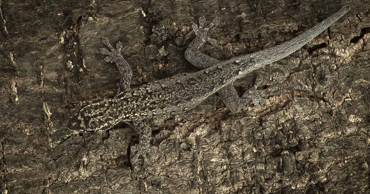 Elsen Karstad's 'Pic-A-Day Kenya': Dwarf Gecko, Lake Baringo Kenya