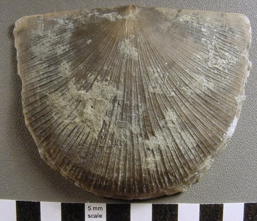 Variety of Life: Strophomenida