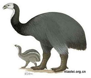 ShukerNature: WHITHER THE QUEENSLAND MOA? RECALLING AN ORNITHOLOGICAL ...