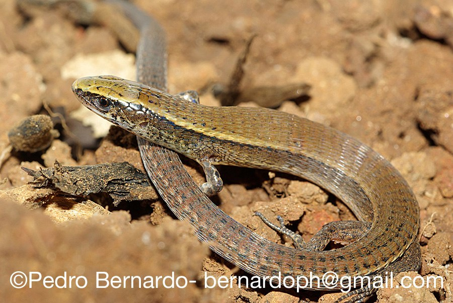 Scincomorpha - True Lizard