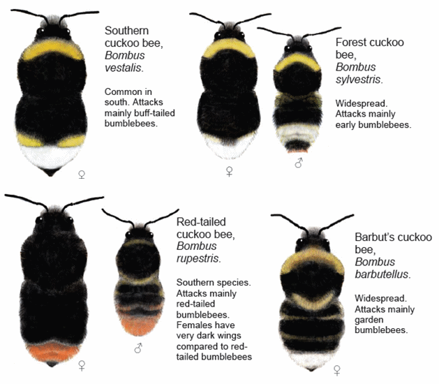 English Plants: BUMBLEBEE IDENTIFICATION