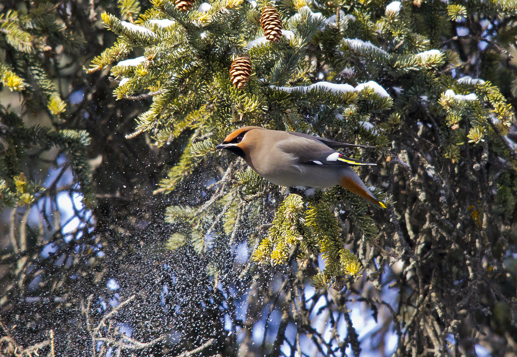 Birding Is Fun!: The Birds of November