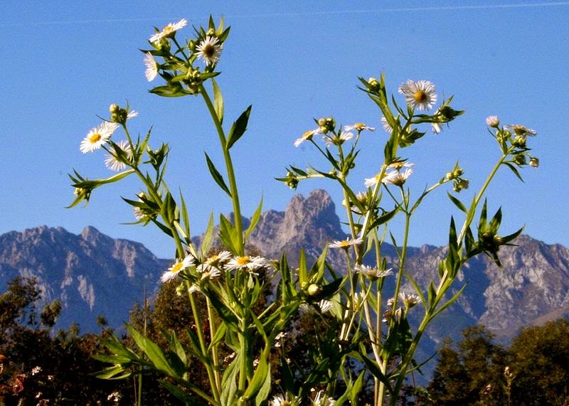 Botanical Accuracy: Chamomile, what flower is on your tea box?