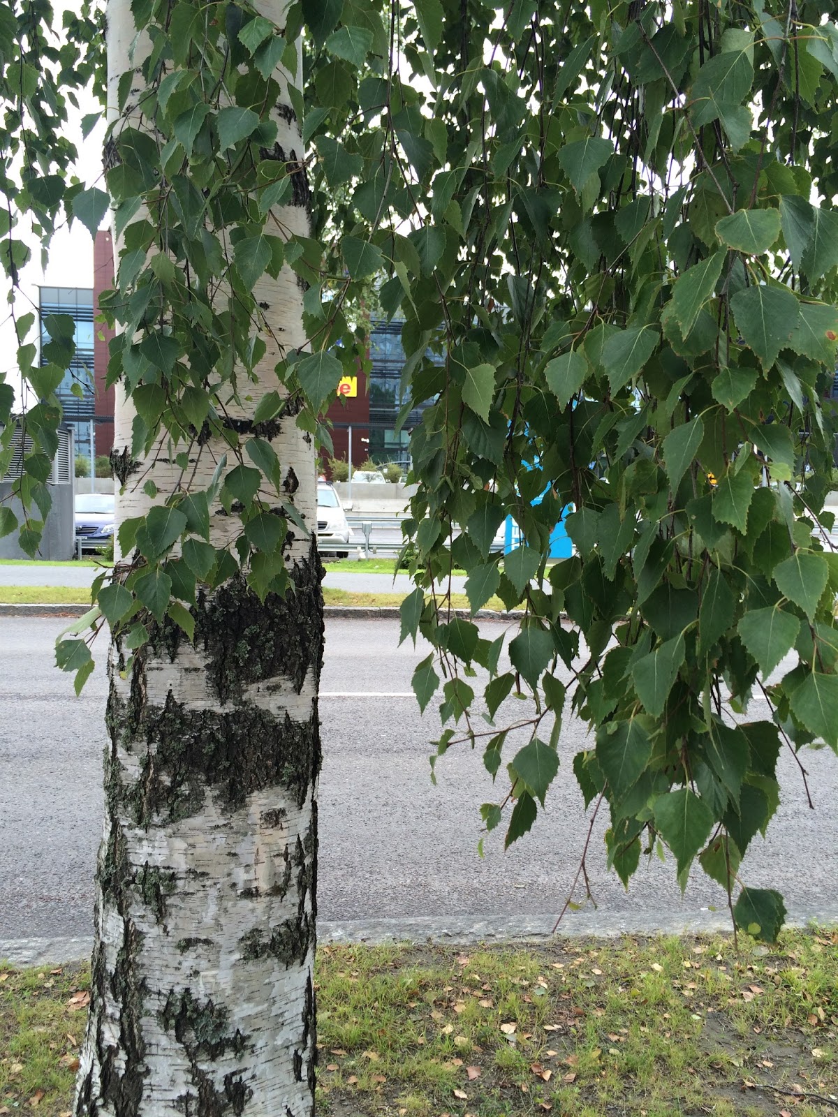 Millan kasvio : RAUDUSKOIVU