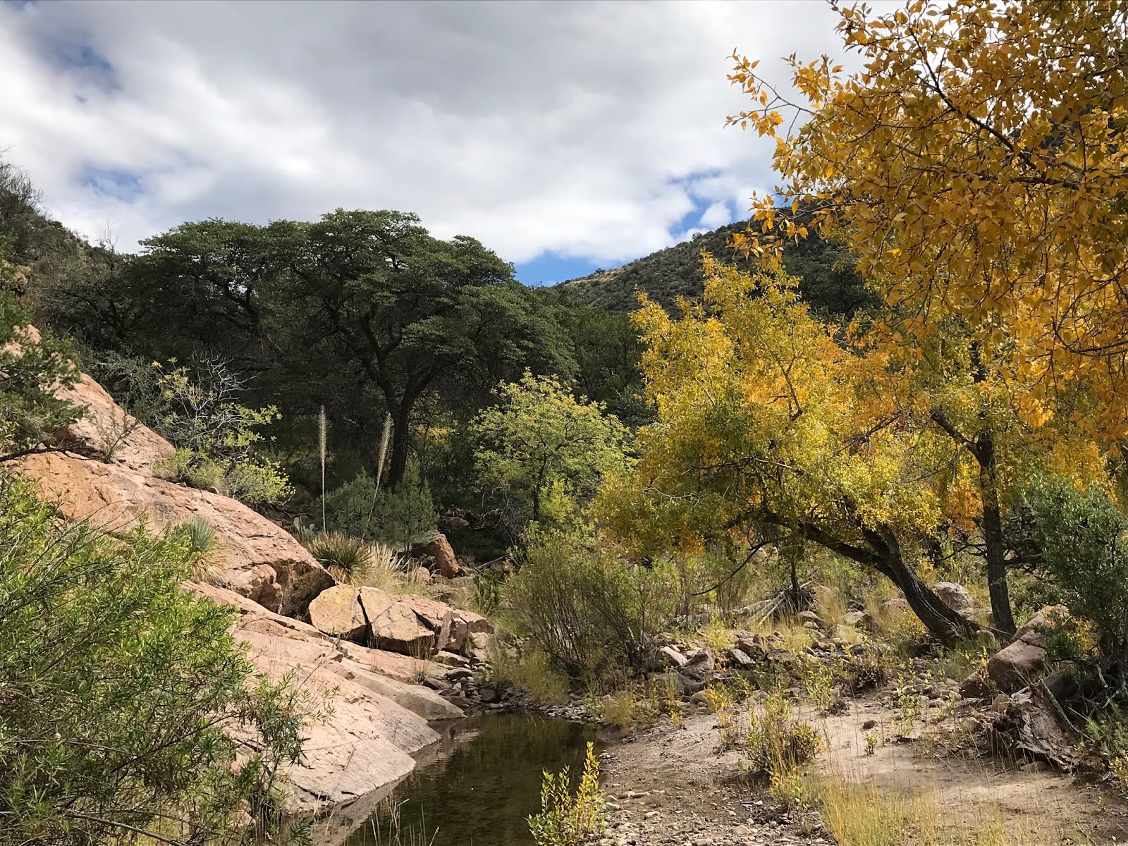 Southern New Mexico Explorer: Noonday Canyon Box-Gila National Forest