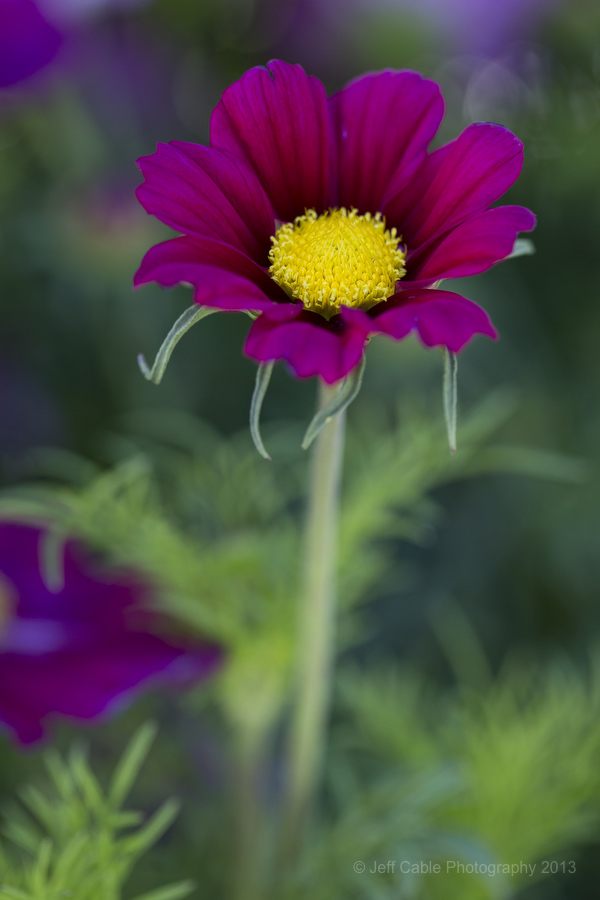 Jeff Cable's Blog: Want some cool macro photos of flowers? Visit your ...