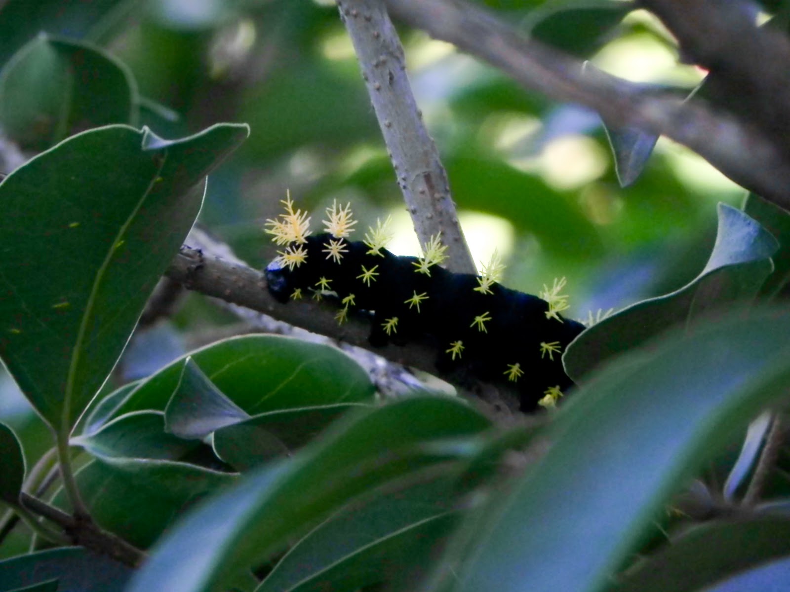 Jenny Madrid: Orugas mexicanas (azotadores)