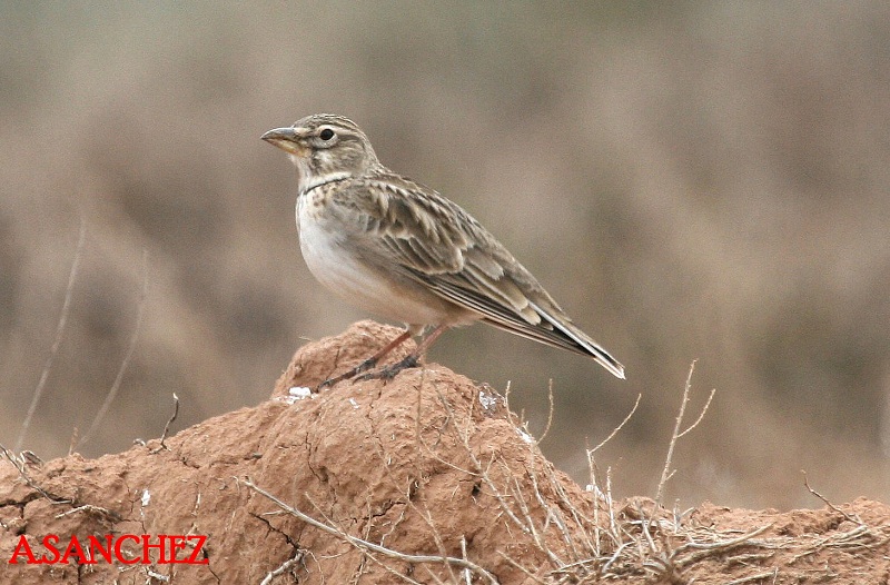 Aves de Aragón : Calandria común