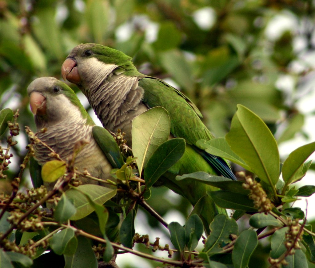 Monk Parakeet