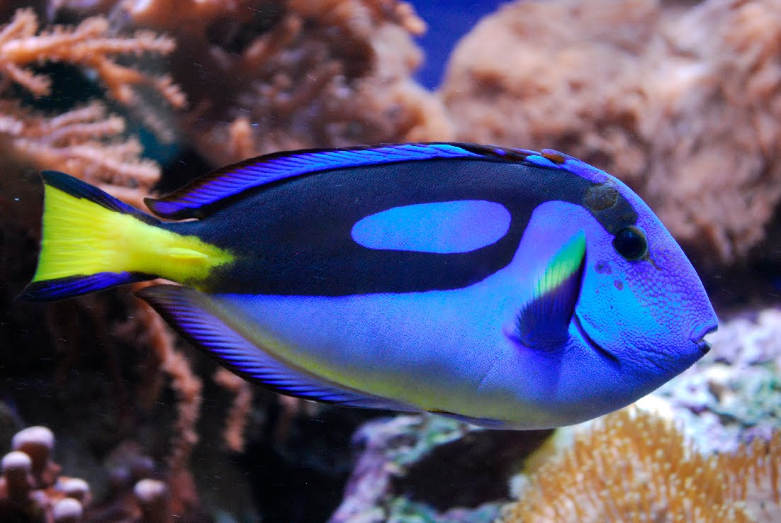 Naturaleza Viva: Pez Cirujano Azul, Paracanthurus hepatus