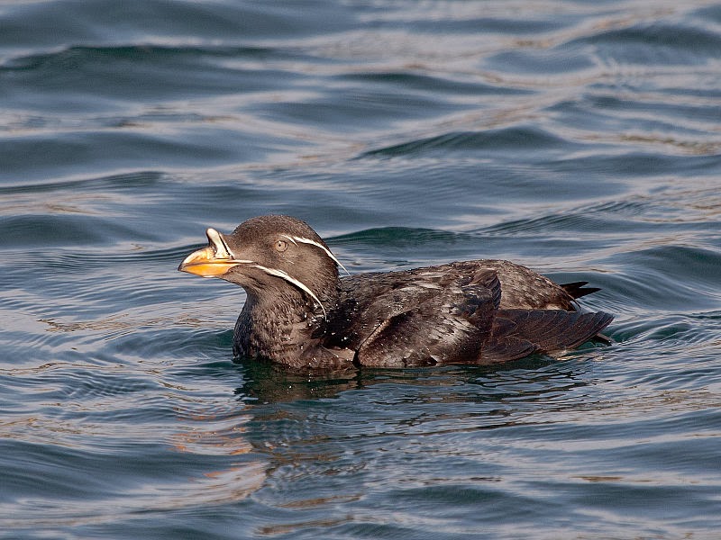 Rhinoceros Auklet