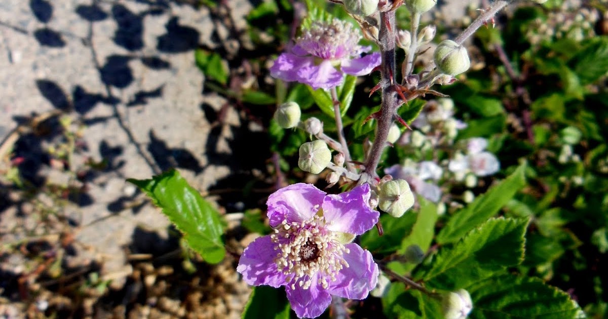 Mi herbario particular: ZARZA (Rubus fruticosus)