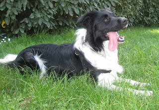 Border Collie Rescue: Adottato Rolly, 2 anni maschio, Border Collie puro