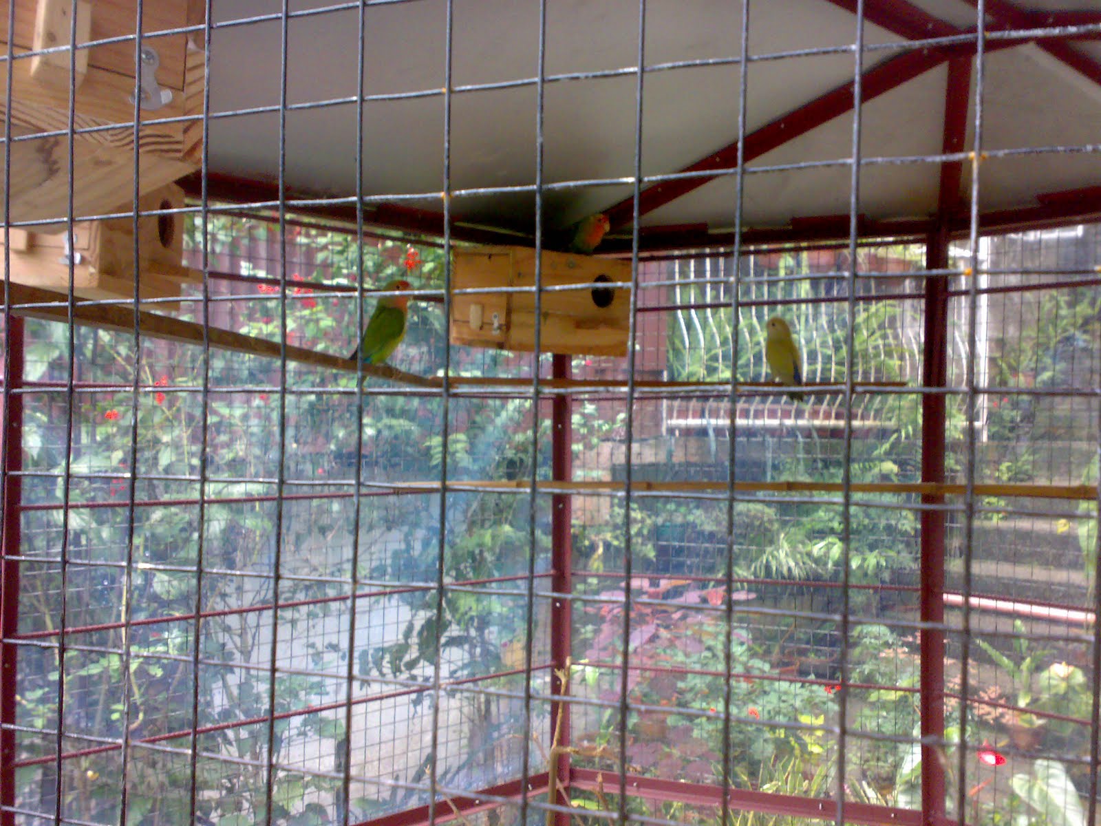 Making The Outdoor Aviary