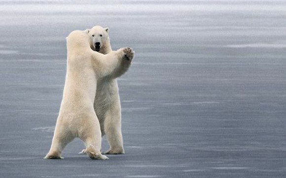 Animals dancing-animals that dance - ONLINE NEWS ICON