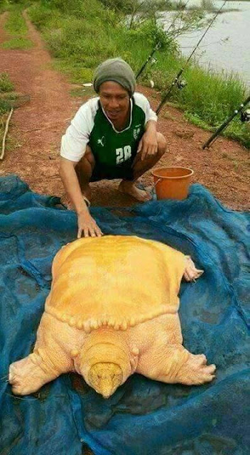 Mengerikan, Ini 20 Penemuan Hewan Raksasa yang Benar Ada di Dunia ...