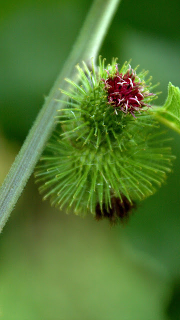 Alpenblumen: Grosse Klette - Arctium lappa