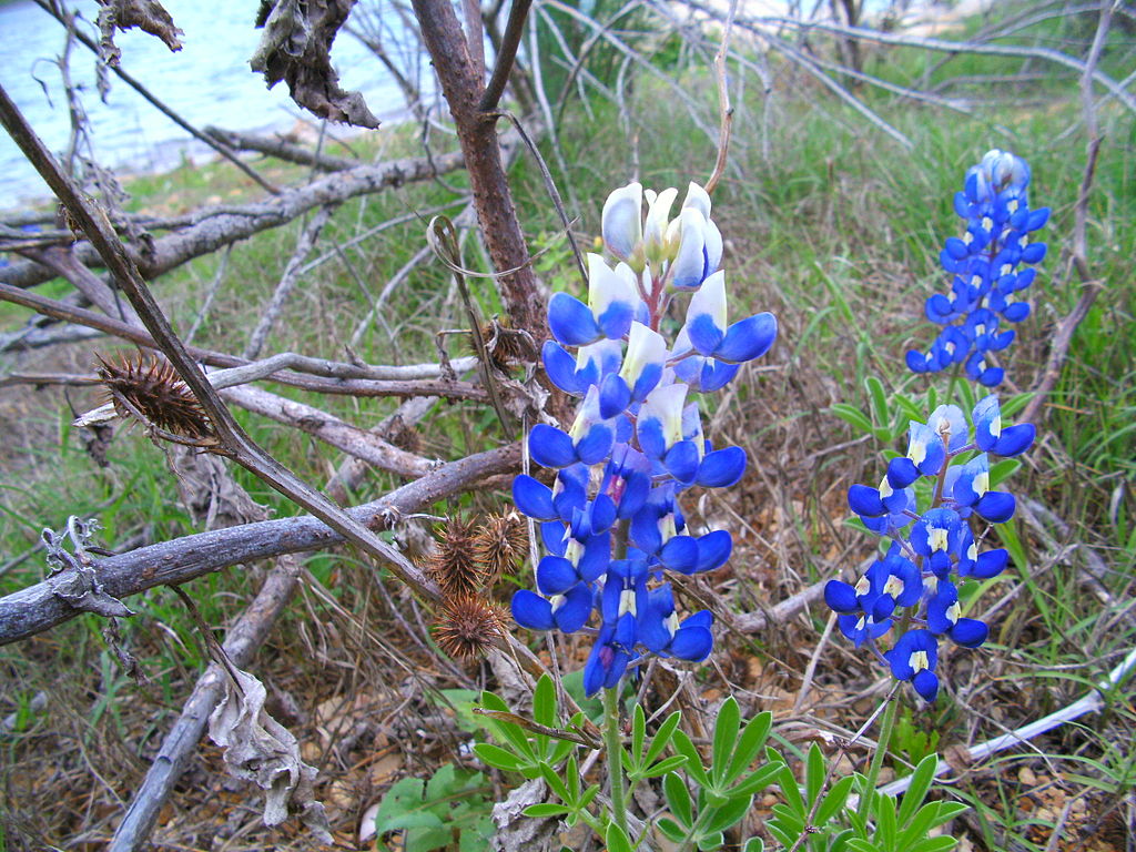 Flower Photos: Bluebonnet Flower