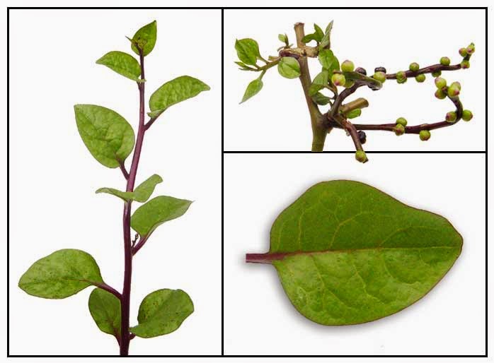 Nature and Farming: How to Plant Alugbati