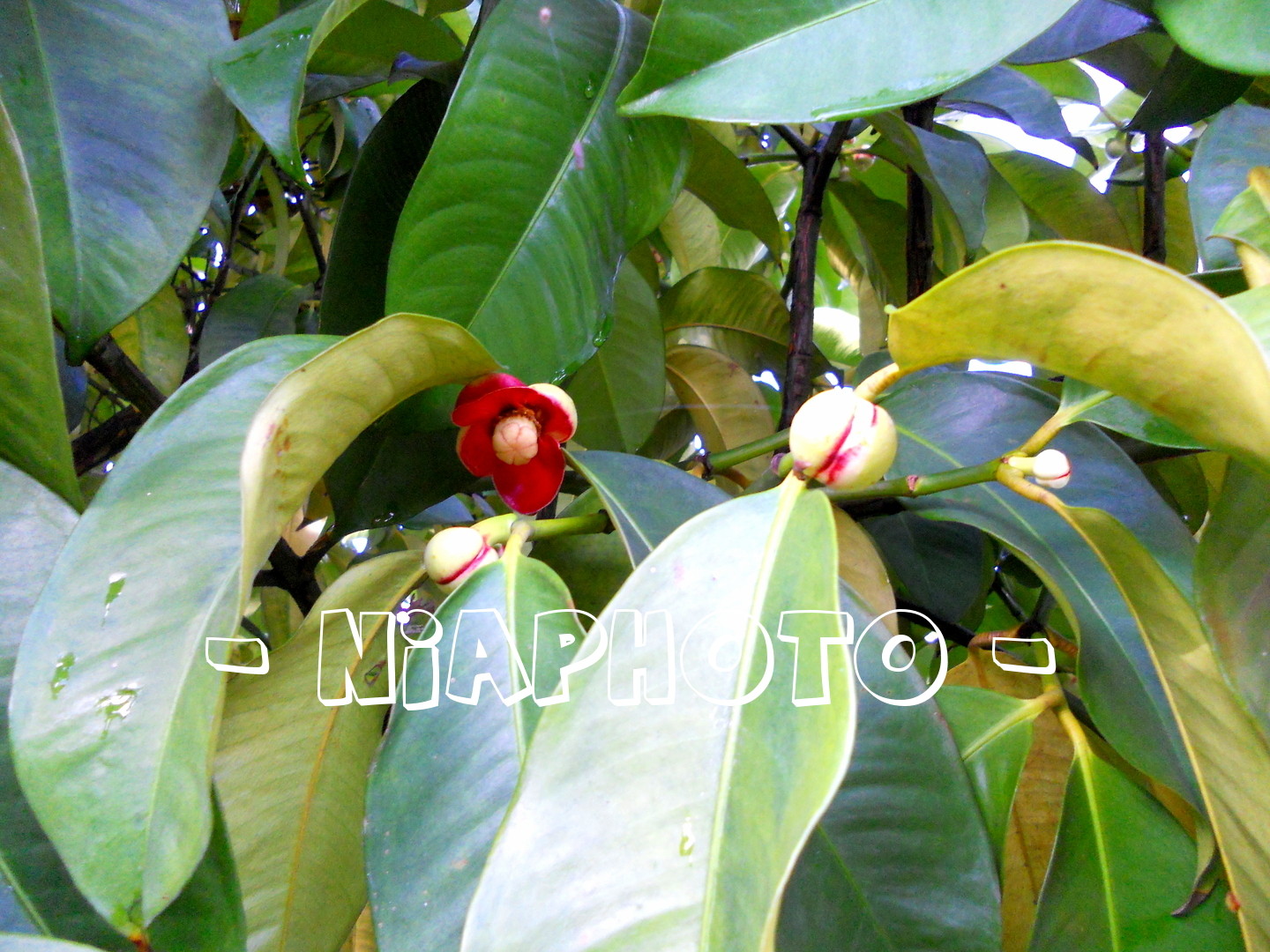 Buntal - Buntal: MANGGIS...dah berbunga and berbuah